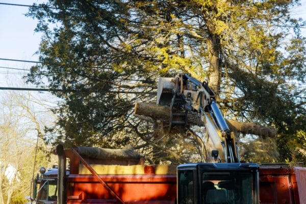 Update on Sissoo tree war in Scottsdale - Rose Law Group Reporter